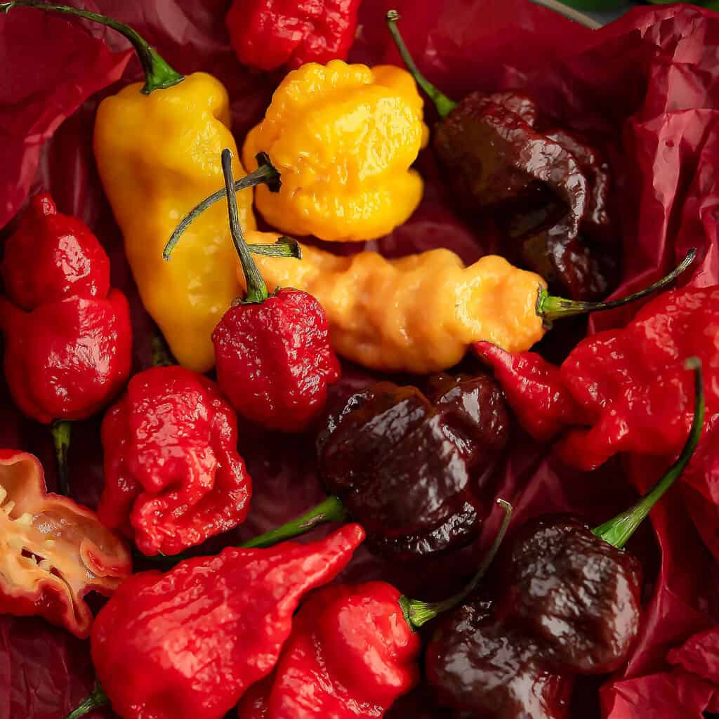 Spicy food & pepper recipes - Pepper Bowl